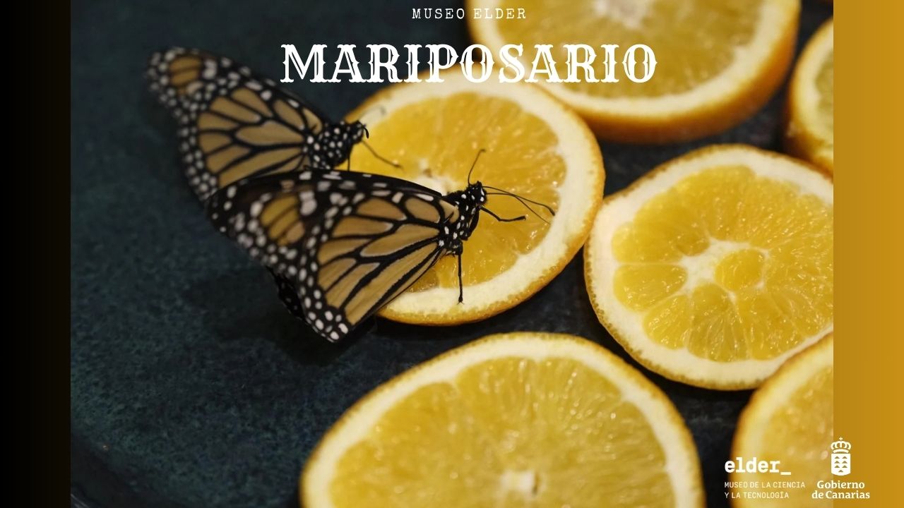 Laboratorio de Mariposas – Museo Elder de la Ciencia y la Tecnología